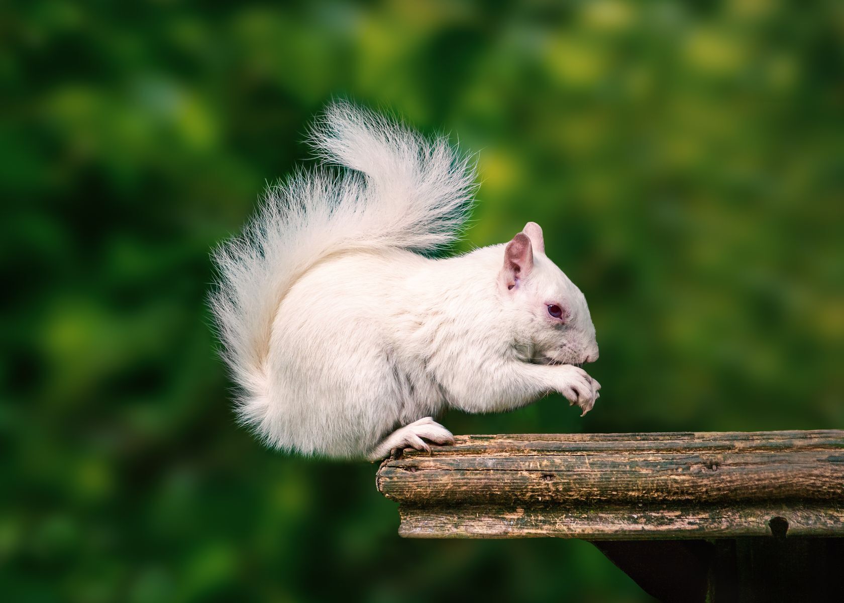 20 interesting facts about albino animals