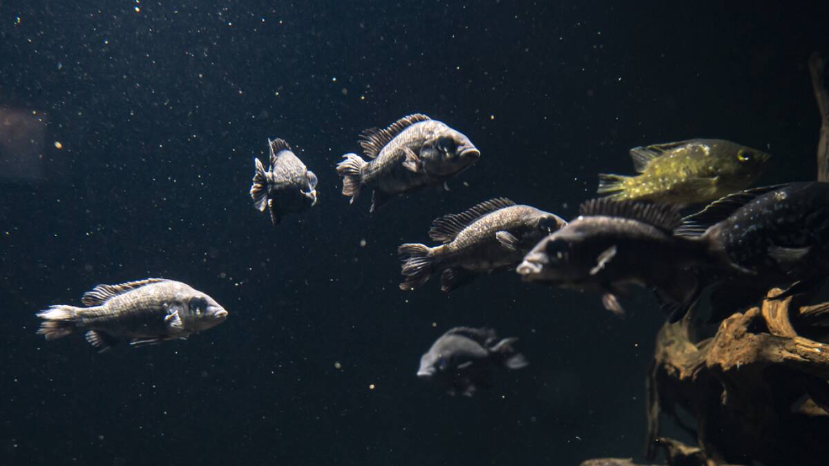 Genfer Forscher finden heraus: Finger stammen von der Fisch-Kloake