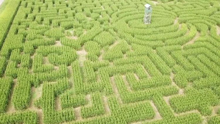 Mazezilla returns with 'Sweet Treats' corn maze in Monroe County