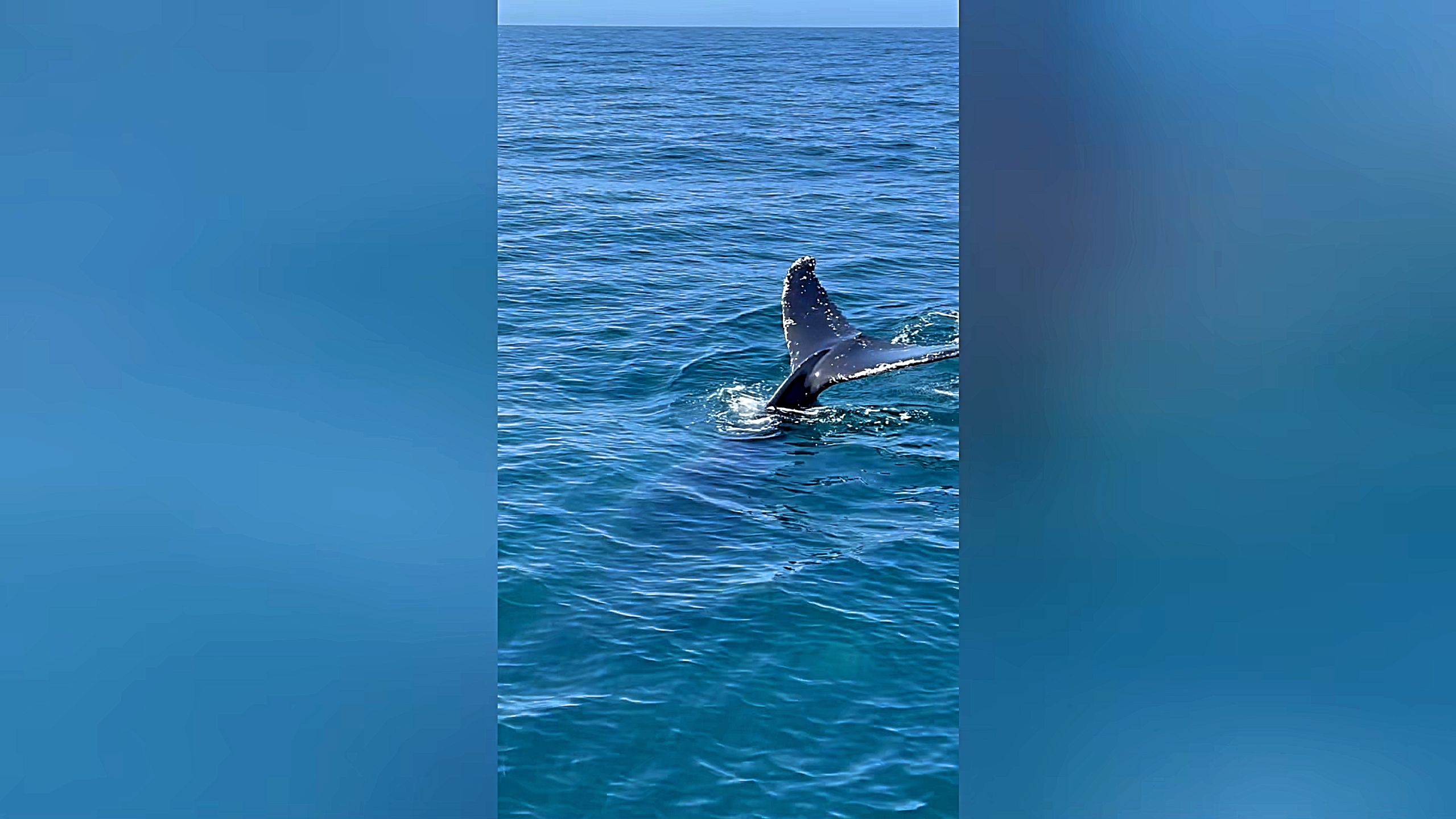 Blue Whale Approaching a Boat of People