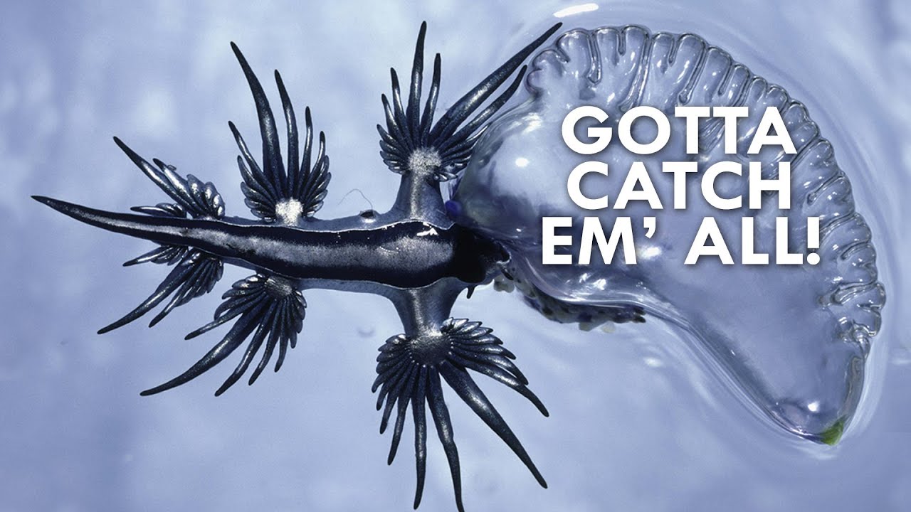 Sea Slugs are like Real-life Pokémon