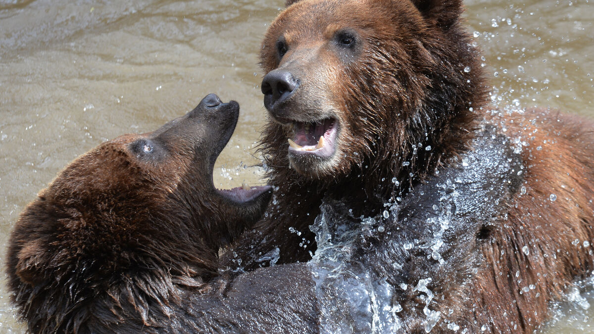 Un randonneur survit à une attaque de grizzly dans le parc américain du ...