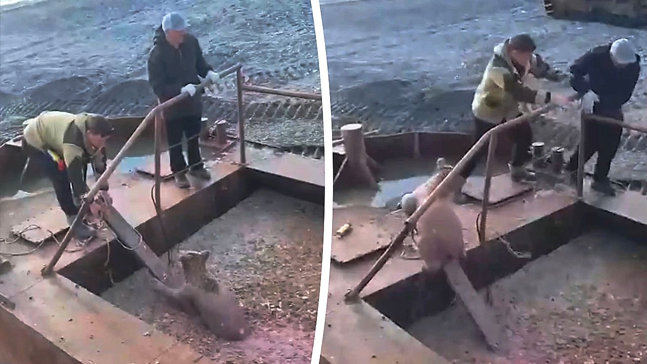 Εργάτες σώζουν αρκούδα και τρέχουν για να σωθούν!