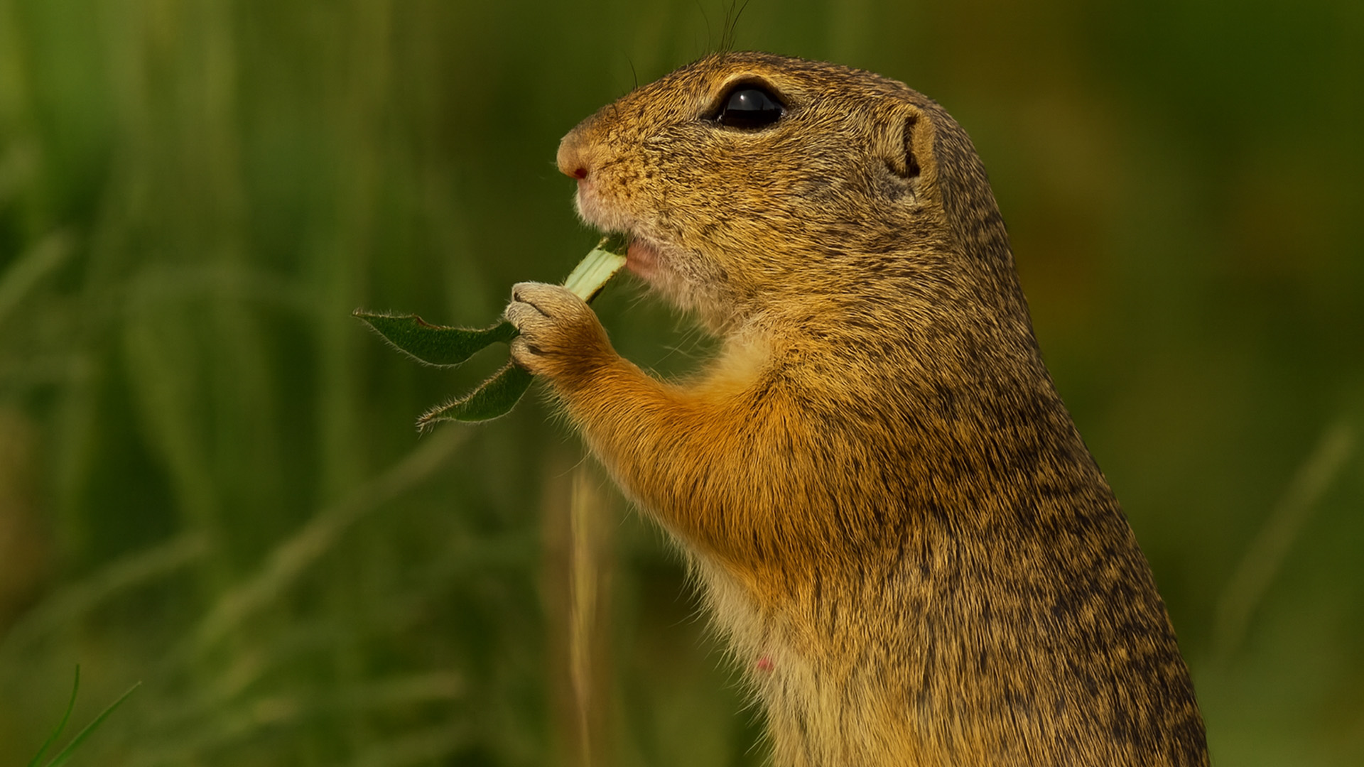 Wilde natuur – Dichtbij wilde dieren