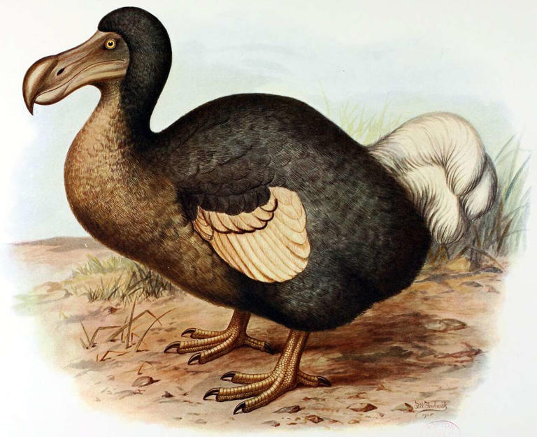 Inside a Texas-based genetics company's quest to bring back the dodo bird