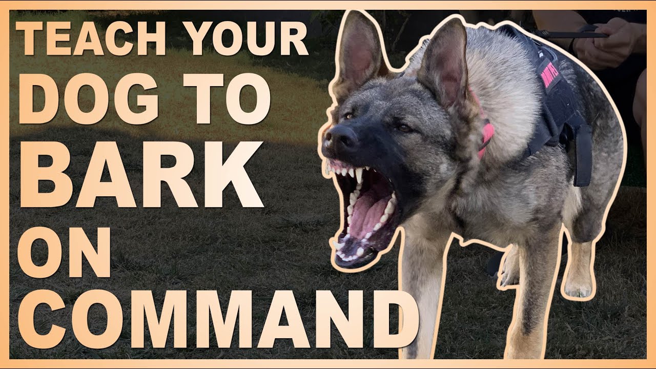 Train Your Dog to Speak: Bark on Command Made Easy
