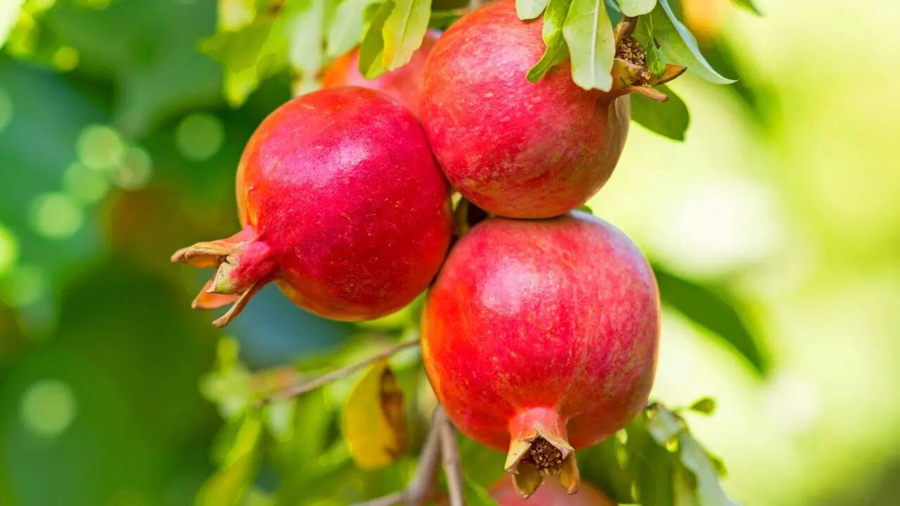 How to grow pomegranates at home: Step-by-step guide for juicy, healthy ...
