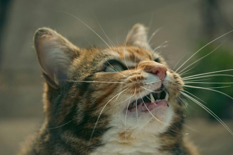 9 Signs That Your Cat Needs More Attention And Love