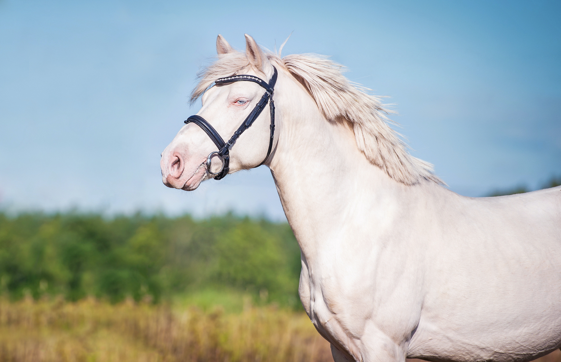 20 interesting facts about albino animals