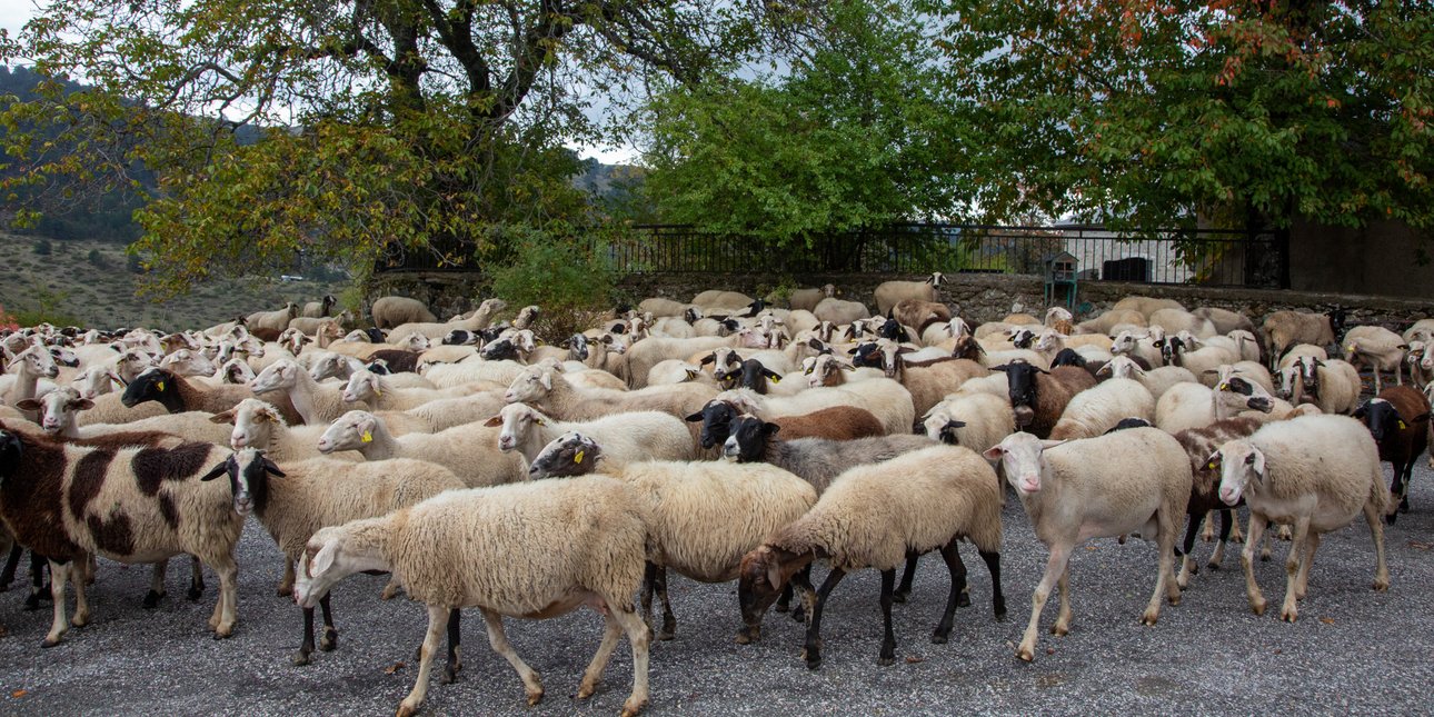 Λασίθι: Έκλεψαν εκατοντάδες πρόβατα μέσα σε πέντε χρόνια -Συνελήφθησαν ...