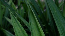 Aroma Pandan dalam Rumah: Tips Sederhana Menggunakan Pandan Sebagai ...