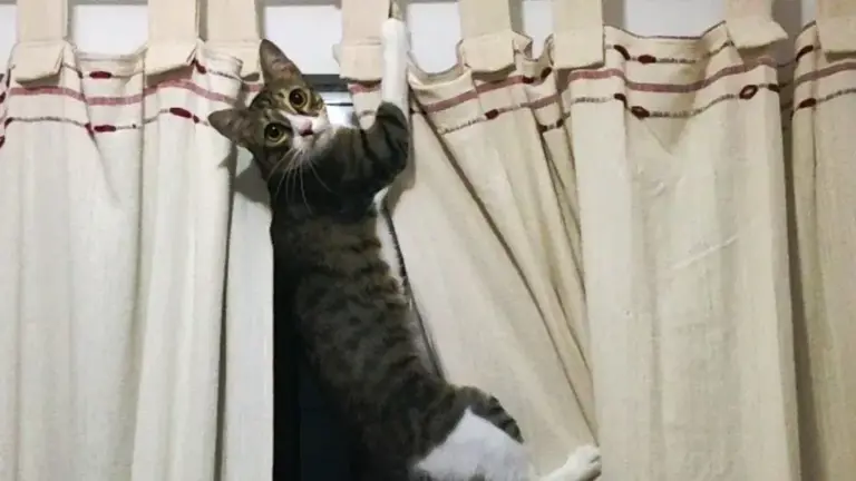 Cómo evitar que los gatos arañen sillones, muebles y cortinas