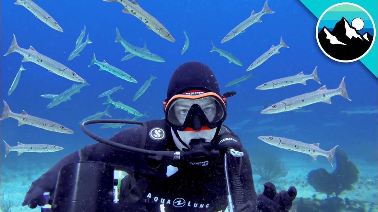 Encounter with a Barracuda
