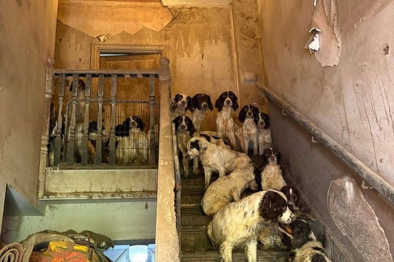Dogs among 82 found in 'faeces and filth' in Yorkshire raid to retrain ...