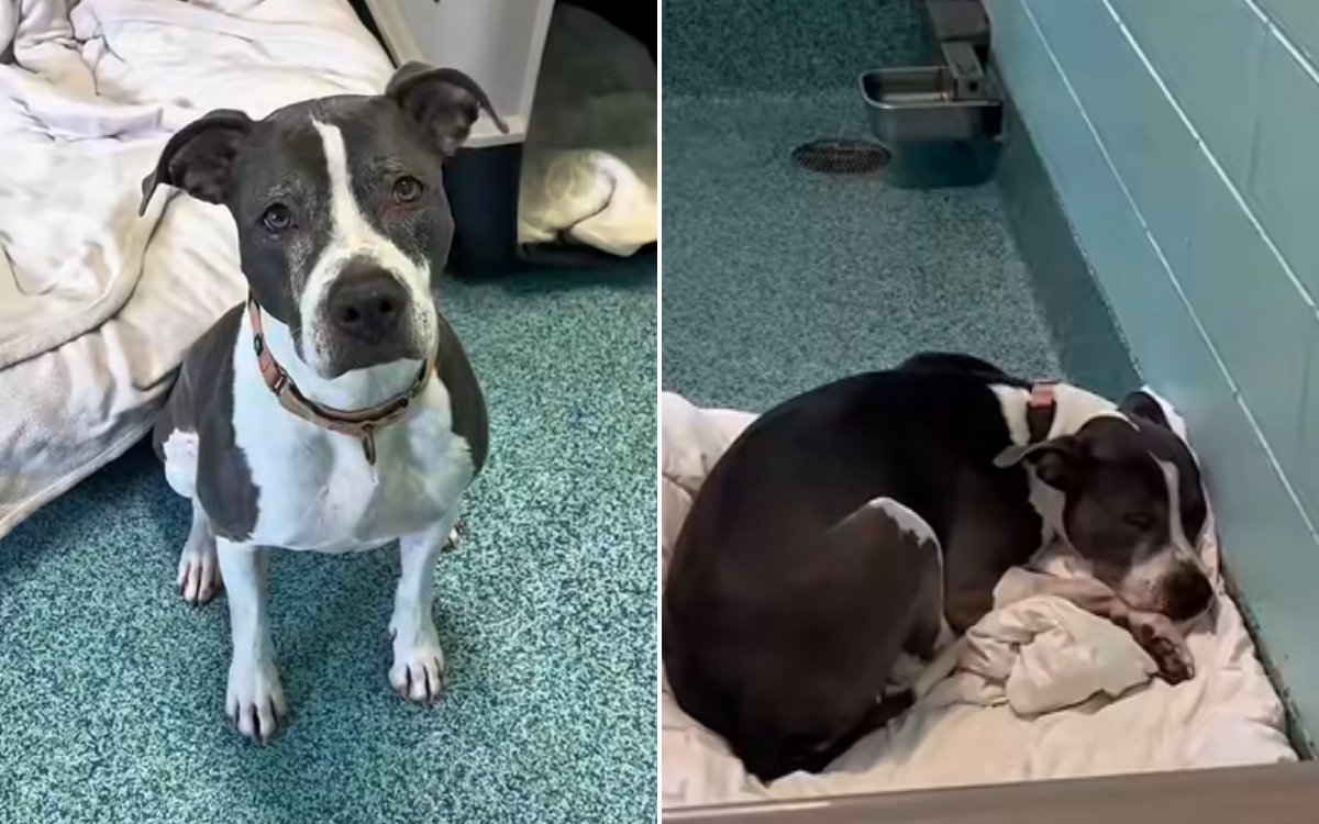 Dog in shelter for 3 years waiting "day after day" for family breaks hearts