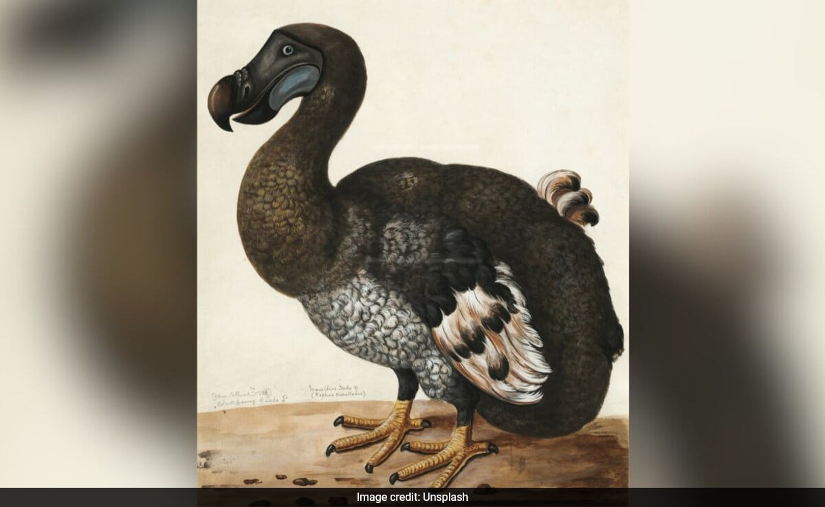 US Firm Edges Closer To Bringing Back Extinct Dodo Bird