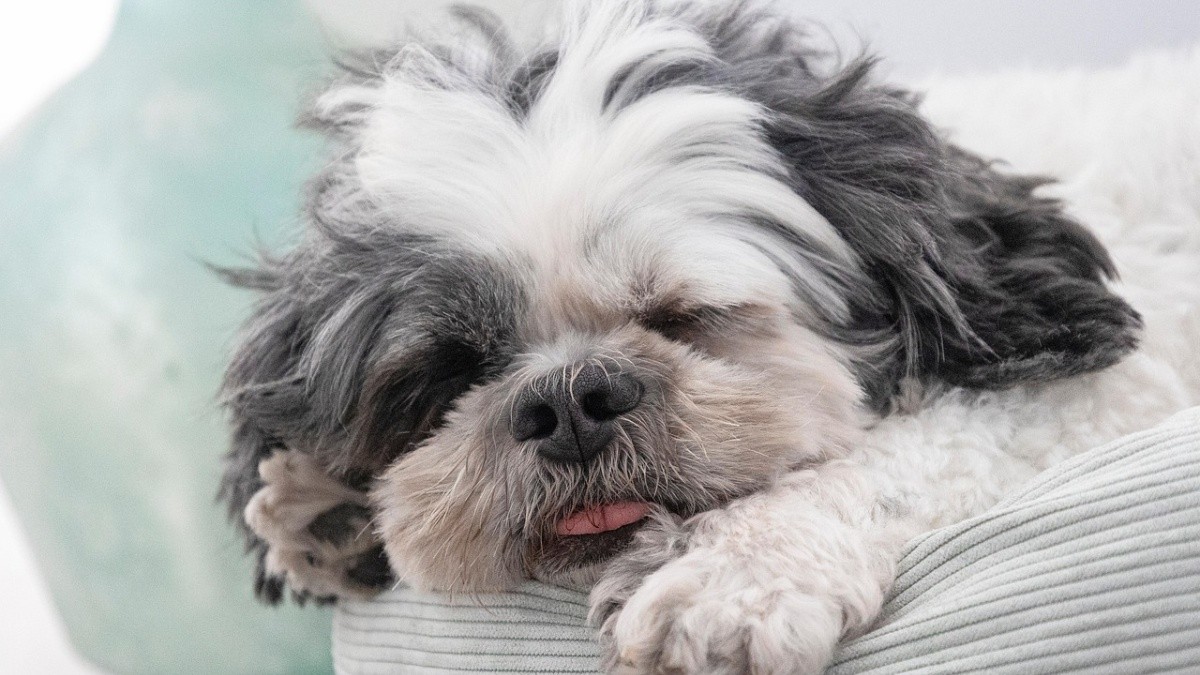 The quietest dog breeds that hardly ever bark