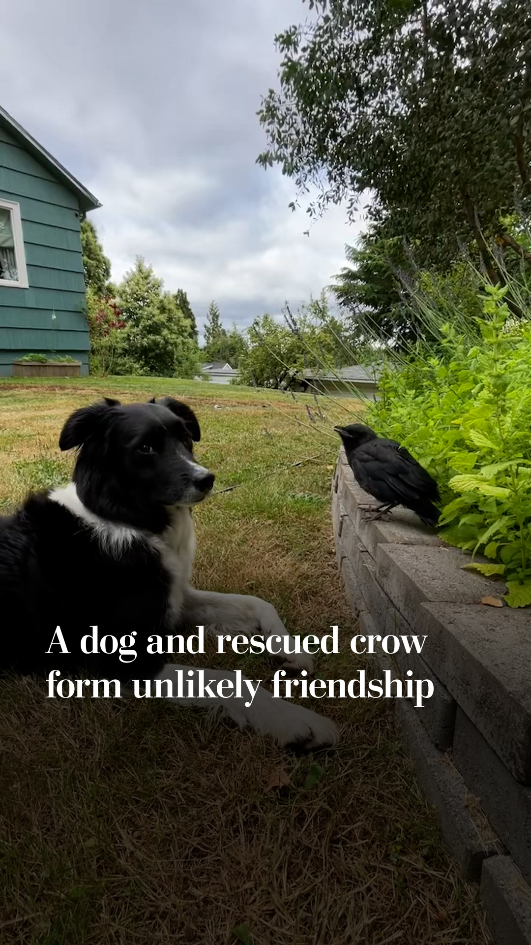 A dog and rescued crow form unlikely friendship