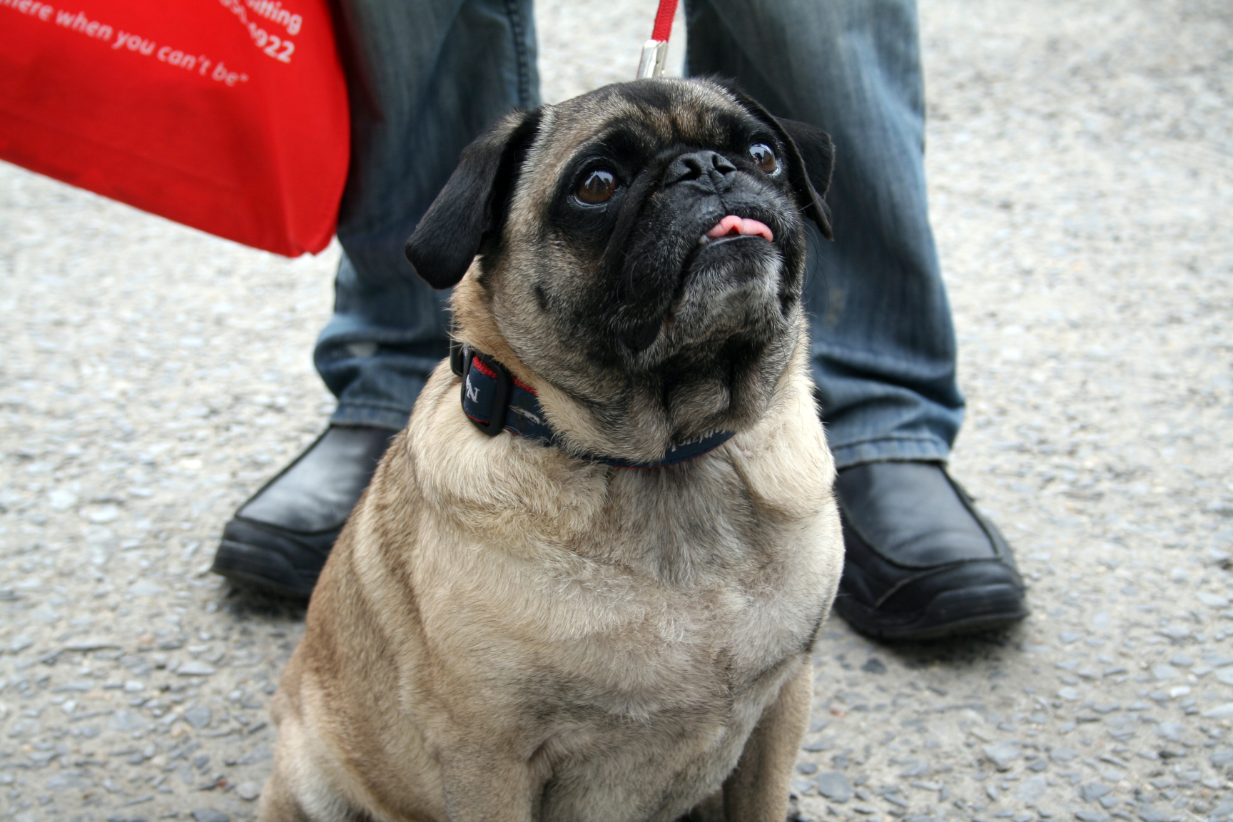 7 Pet Care Practices Veterinarians Advise Against For Better Animal Health