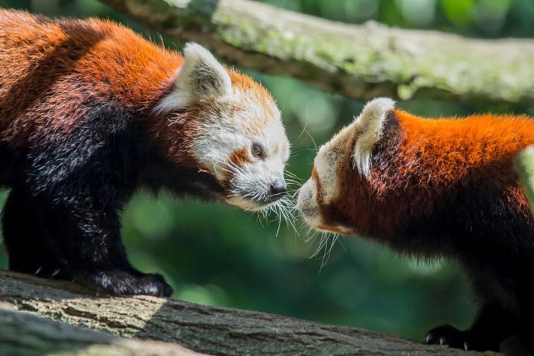 International Red Panda Day: How One Celebration Is Raising Global ...