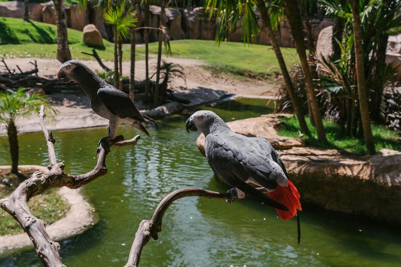 15 Animals That Can Understand Human Words