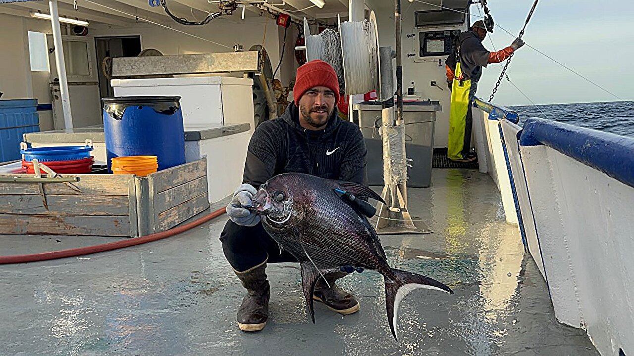 Tracking bigscale pomfret could expose key links in deep-sea food webs