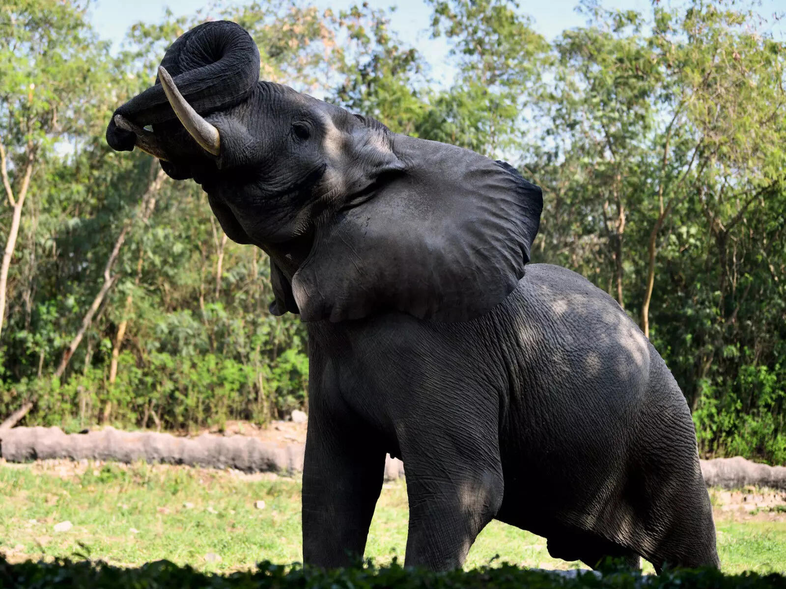 Delhi Zoo’s only African elephant Shankar dies: Concerns resurface ...