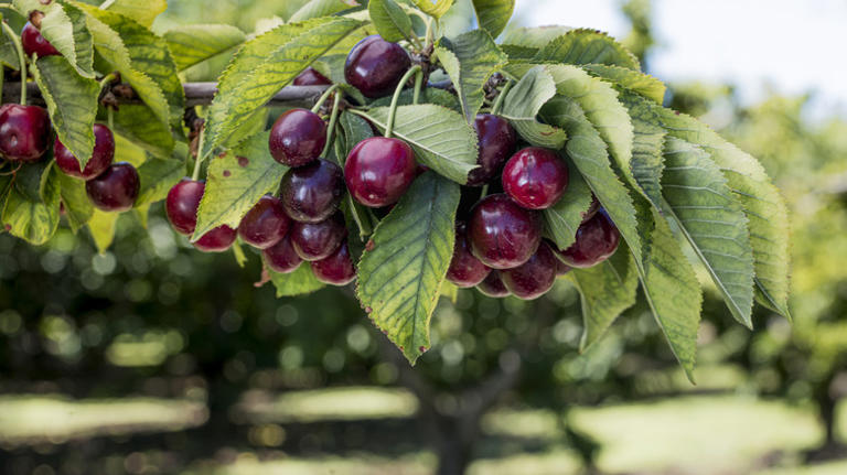 Don't Let The Name Fool You: You Should Never Grow Sweet Cherry Trees