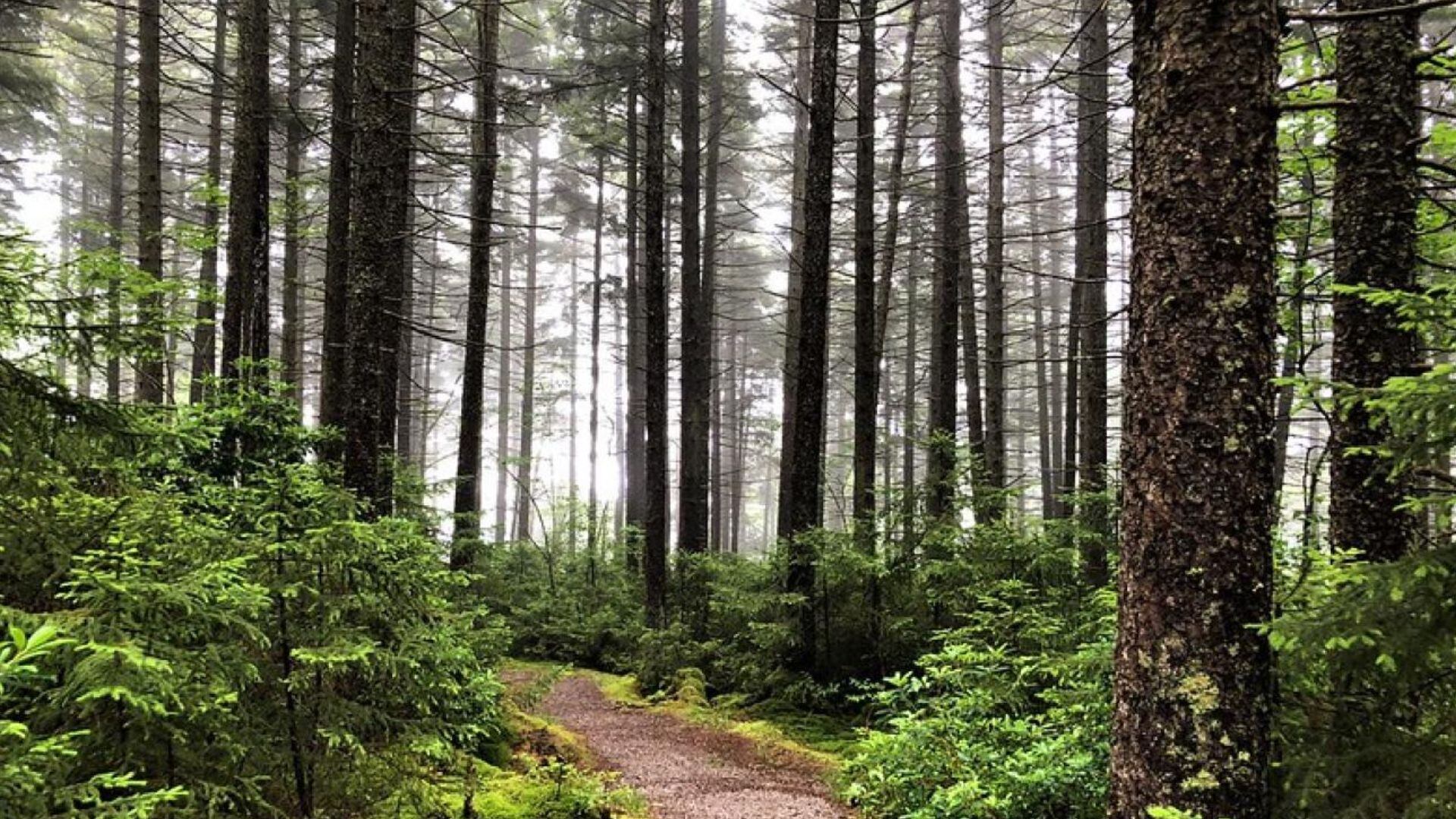 Public can comment on plan to rescind Roadless Rule in national forests