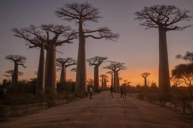 From pristine beaches to majestic wildlife: your guide to Africa's ...