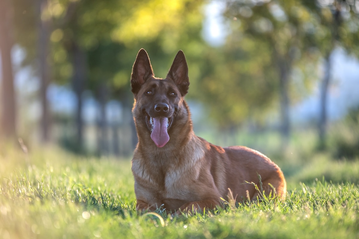 Malinois' Nightly 'Sass Fest' Proves Mom Has the Patience of a Saint