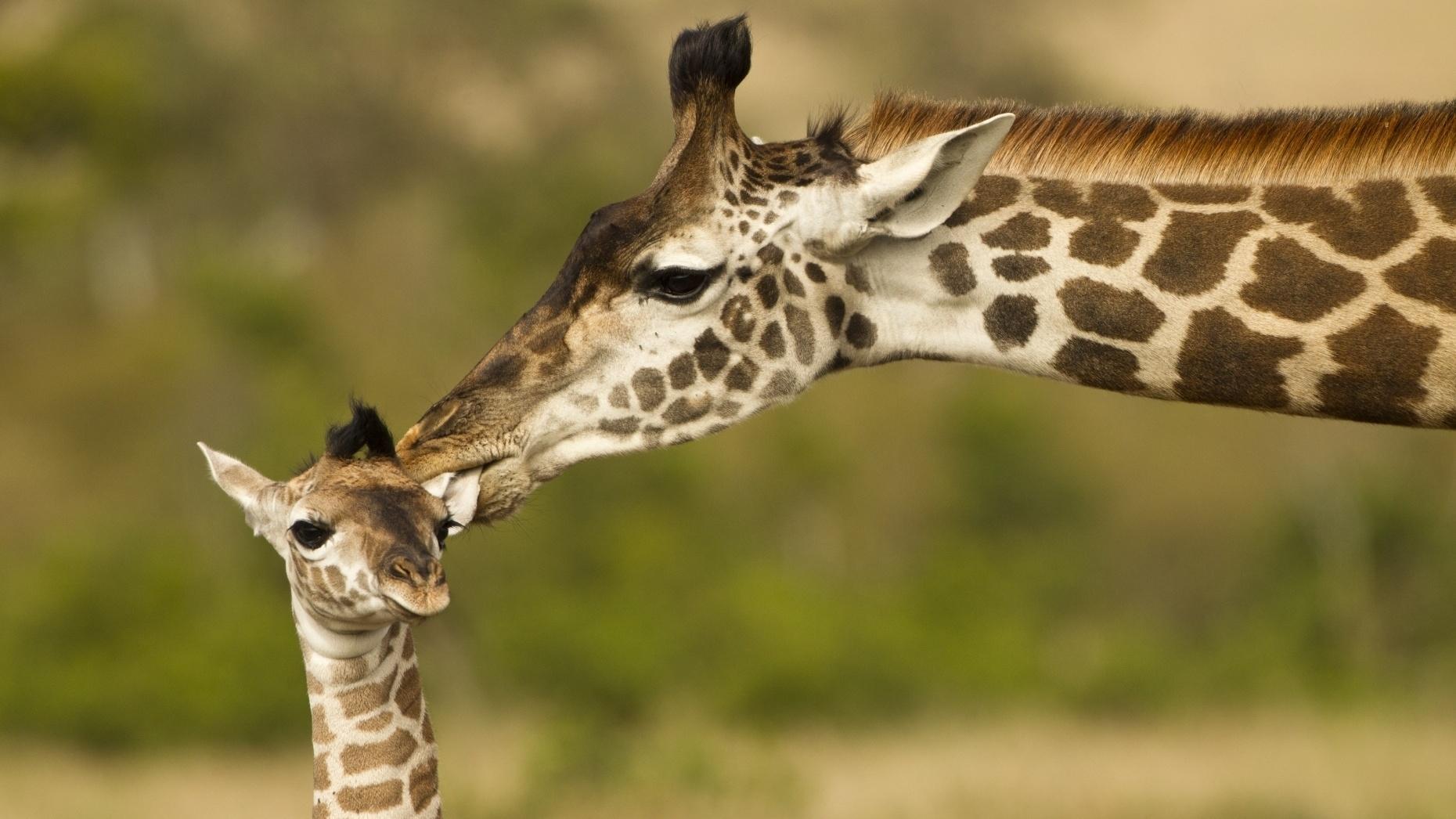 Les 7 gestations les plus longues du monde animal
