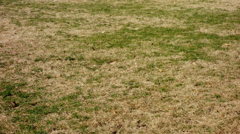 Why You Should Never Fertilize Your Lawn During A Drought