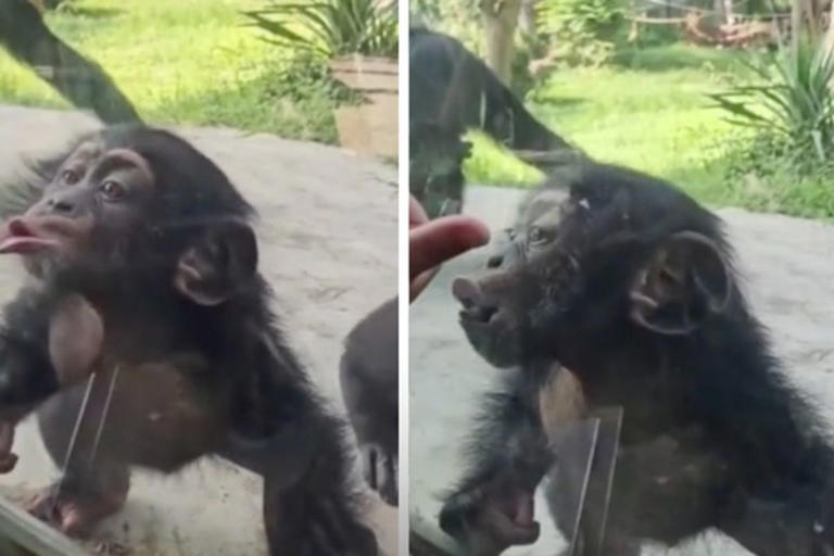 Watch as a cheeky baby chimp makes silly faces to zoo visitors