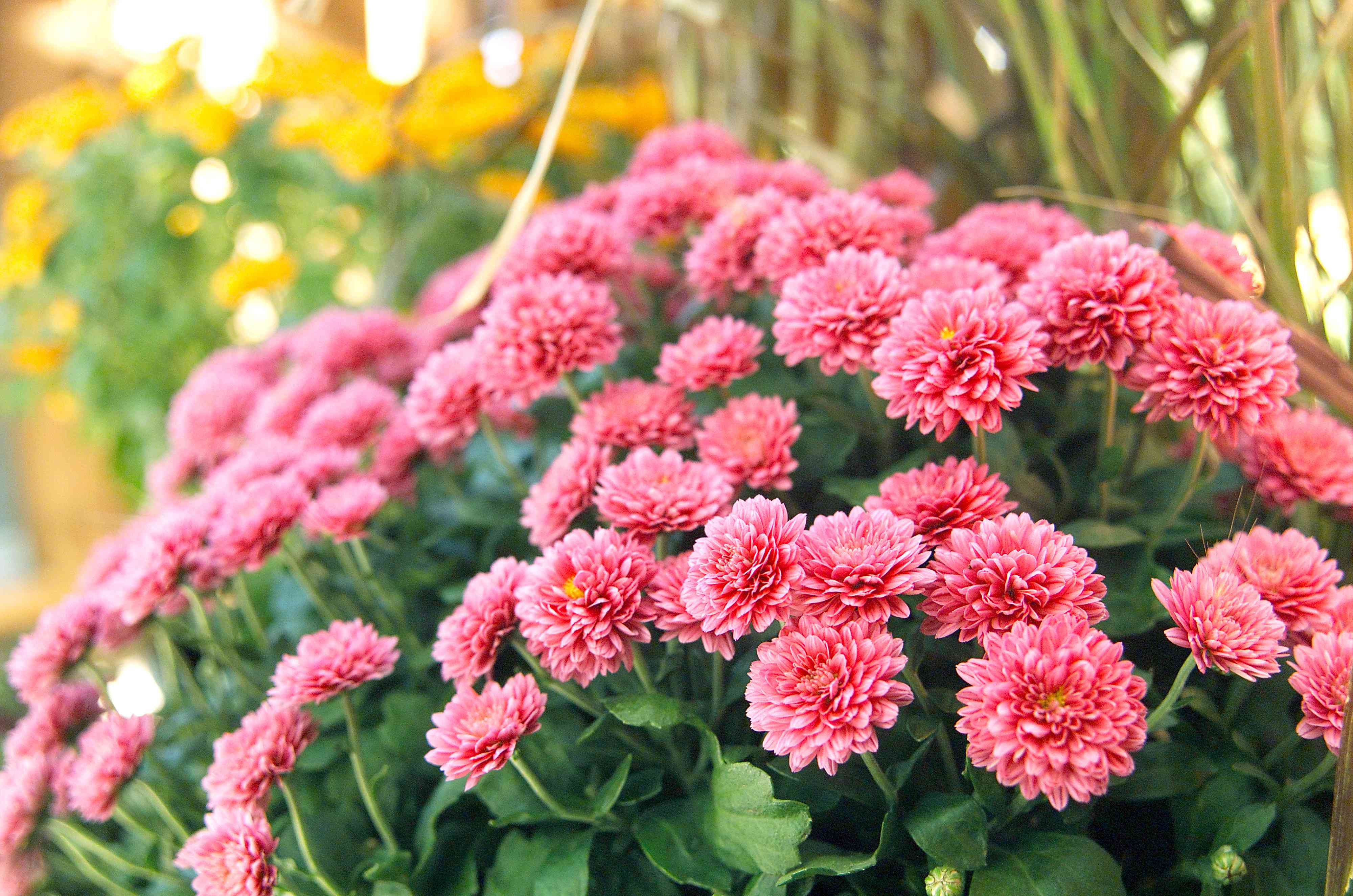 Trader Joe's Mums Are Back in Over 10 Stunning Shades—Here's How to ...