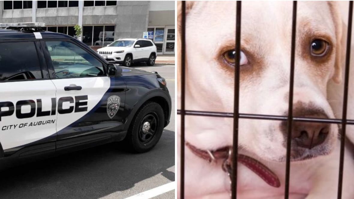 Couple Locked Dog in Crate, Starved Her Until She Was Disfigured. Now ...