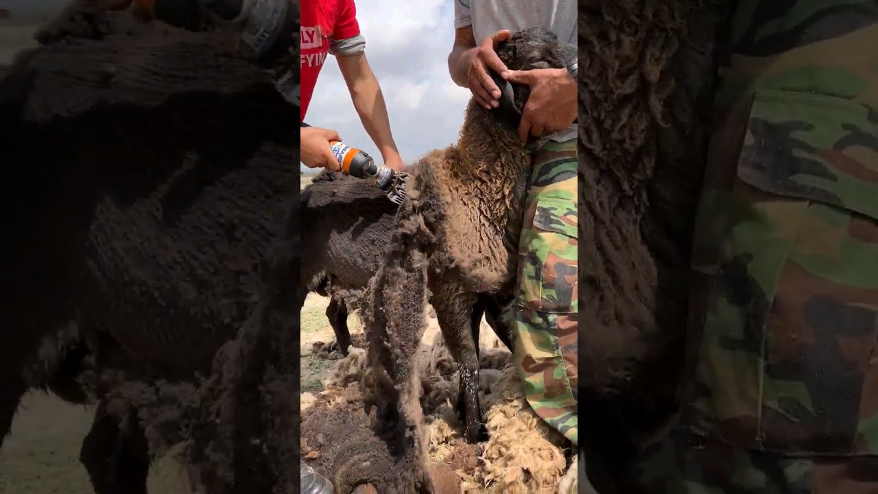 The satisfying shearing process 🐑