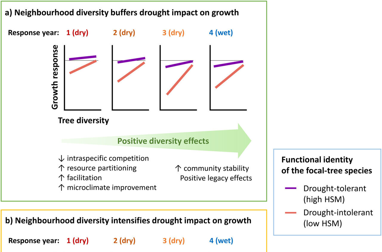 Mixing tree species does not always make forests more drought-resilient ...