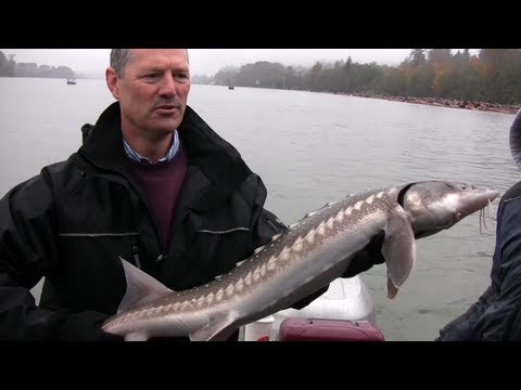 How to Catch Sturgeon - How to Fish the Fraser River for Sturgeon