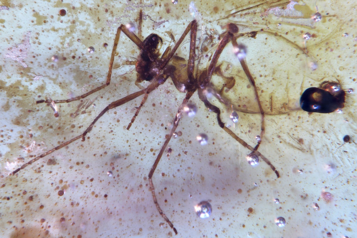 Prehistoric insects trapped in amber give ‘little windows’ into ancient ...
