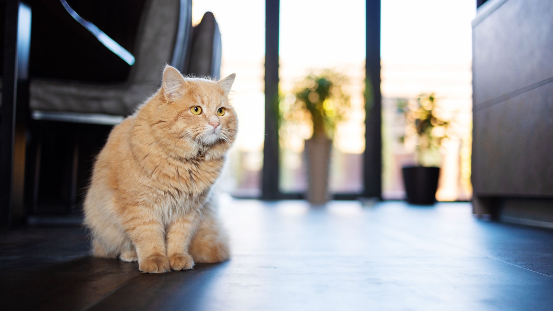 Common Mistakes That Make Your Cat Stressed Without You Realizing It