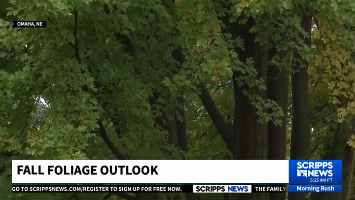 Autumn Splendor: Predicting 2025's Fall Foliage Phenomenon