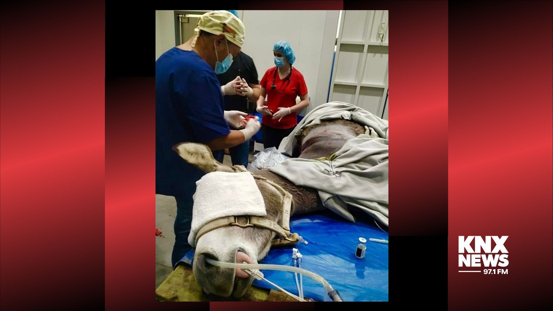 $24K reward offered for arrest of suspect who is shooting donkeys in ...