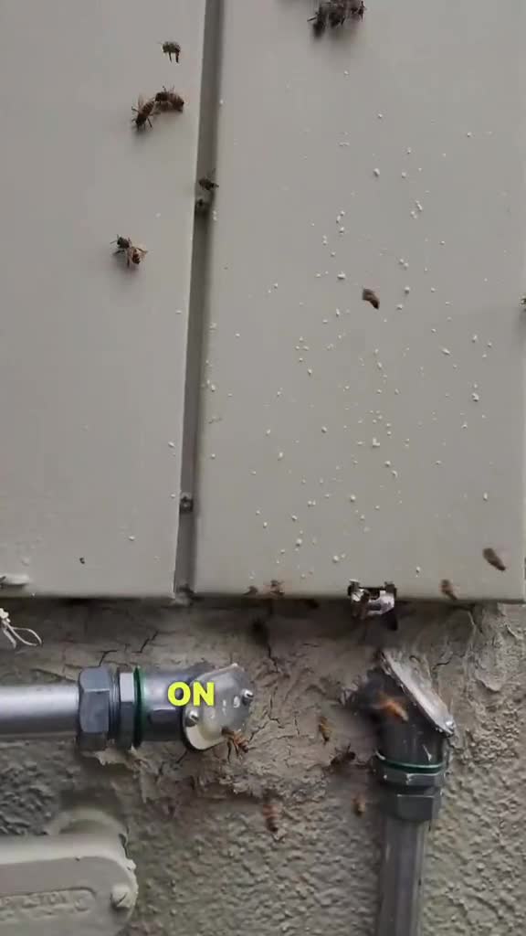 How I Safely Remove Bees From Inside Your Wall—No Damage Needed