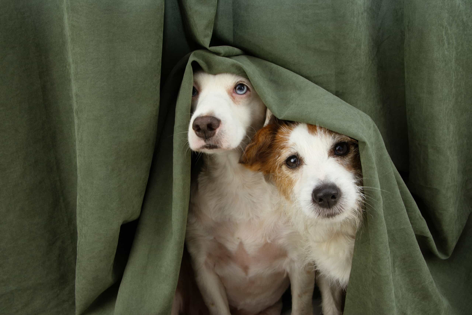 Sounds that freak dogs out