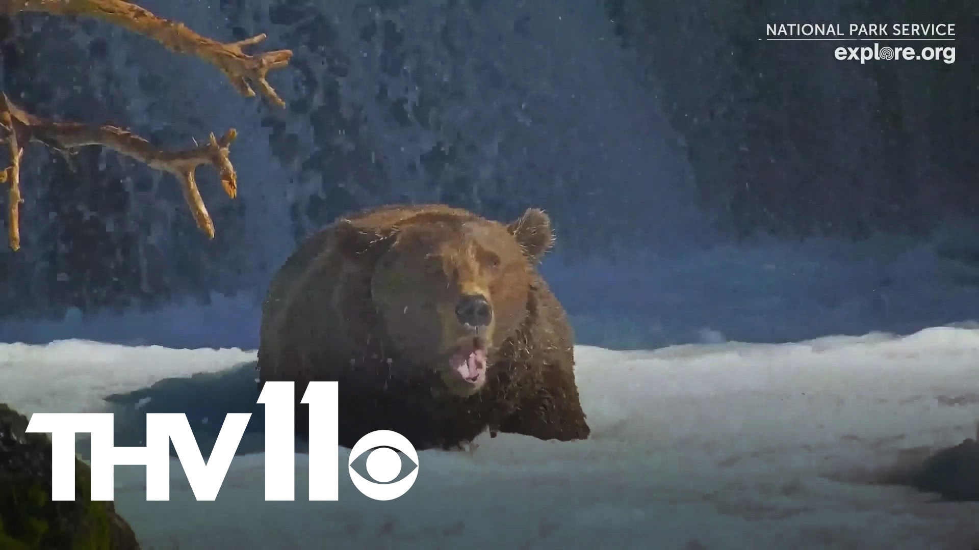 Fat Bear Week voting begins in Alaska