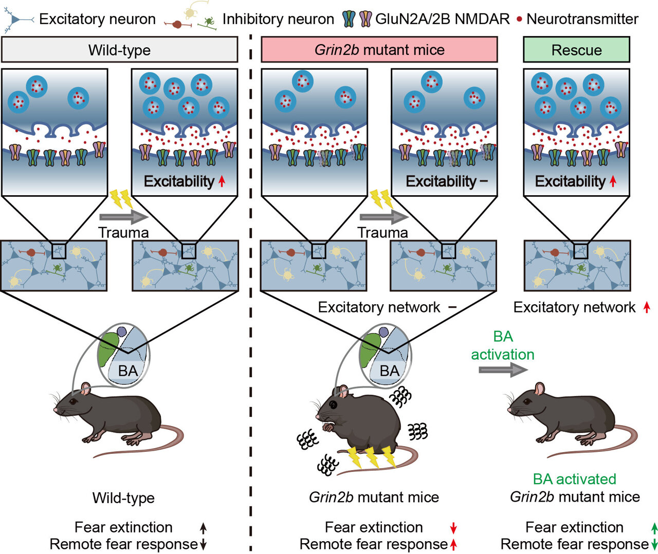 Researchers reveal how autism-linked mutation triggers PTSD-like fear