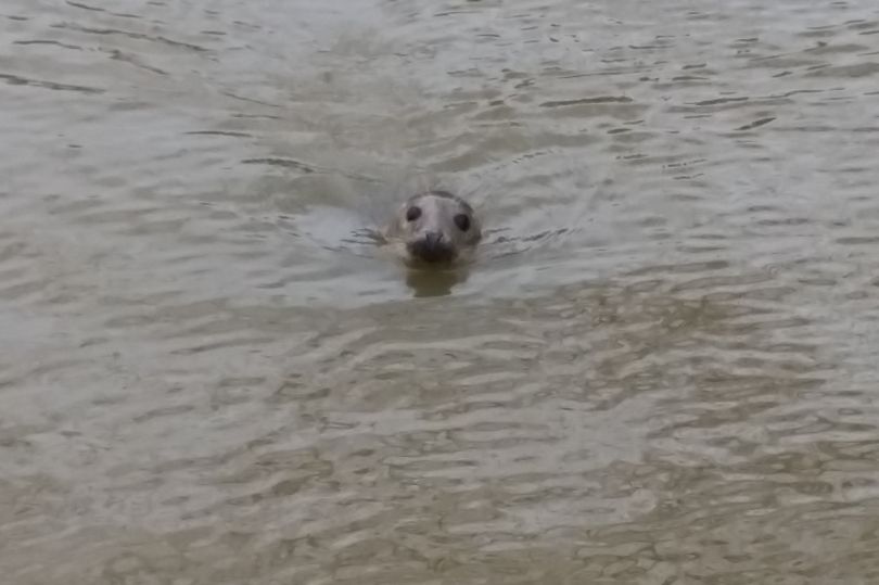 Call 999 if you see seals being harmed on River Thames as Surrey Police ...
