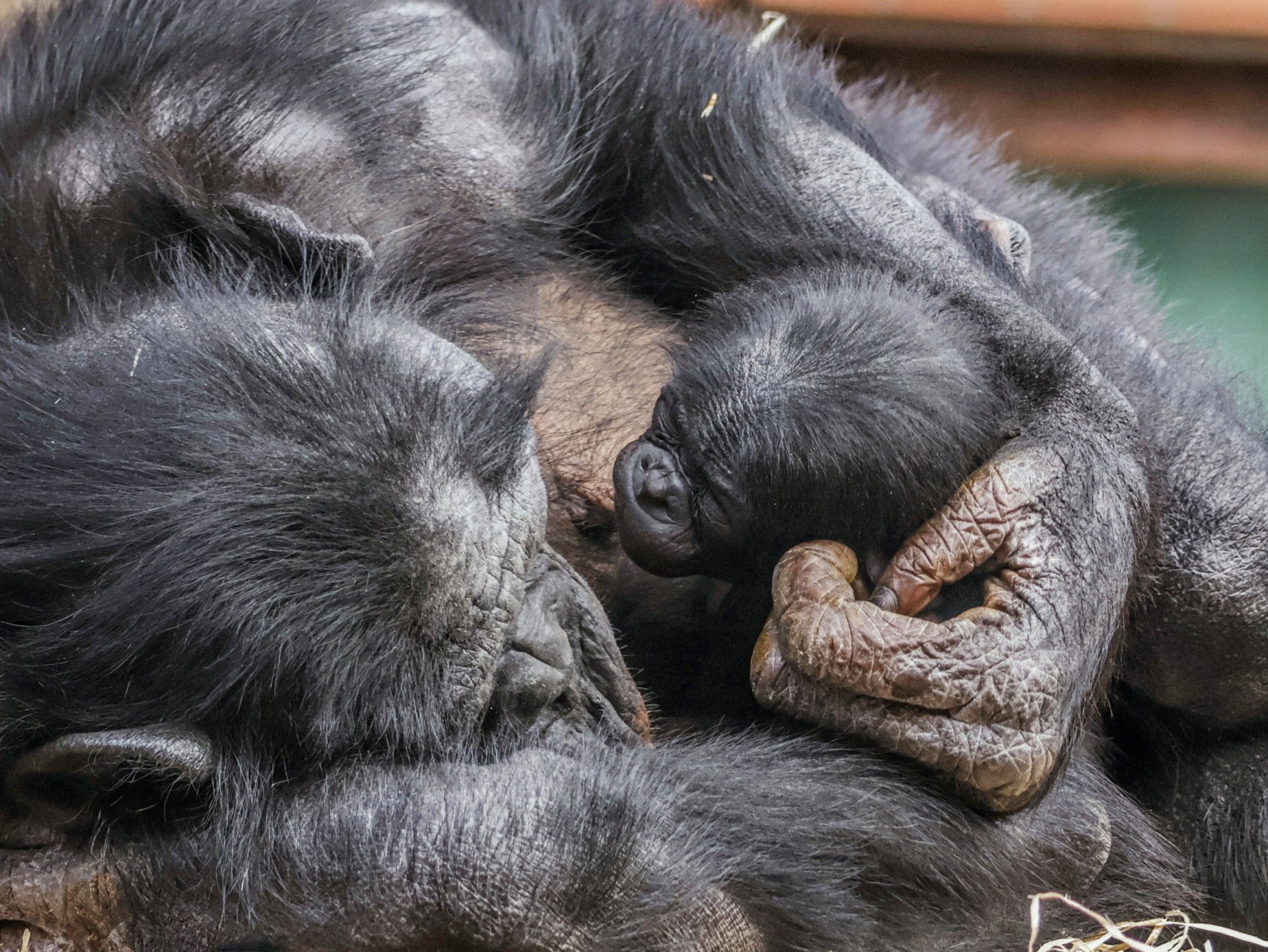 Rare baby bonobo born at Twycross Zoo in UK milestone