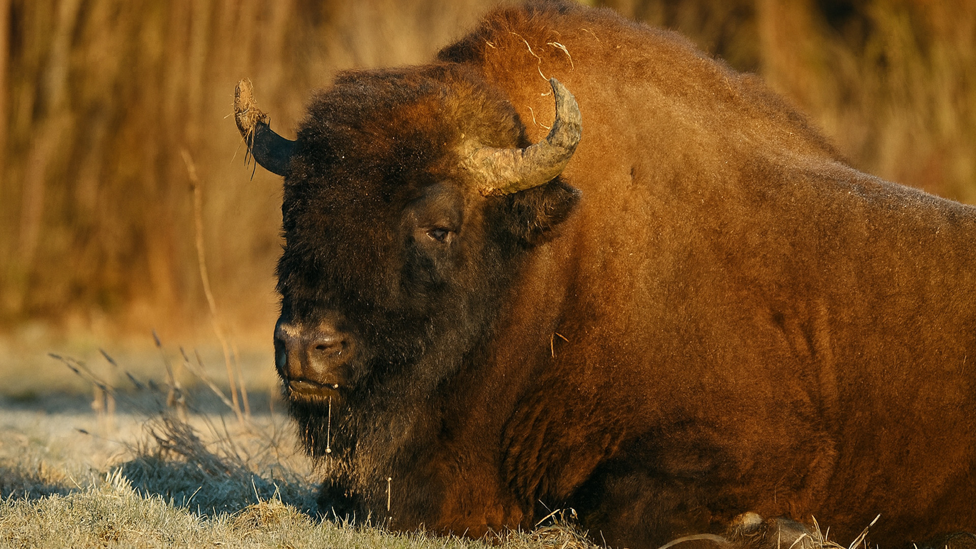 Wild Animal in the Weeds and Grass